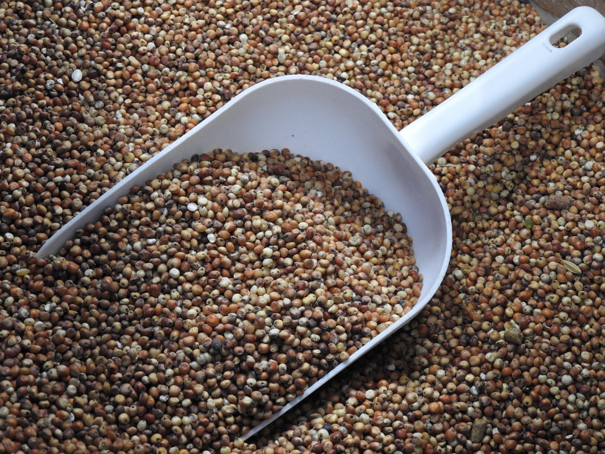 Recleaned Milo 50 lb – Garcia's Feed