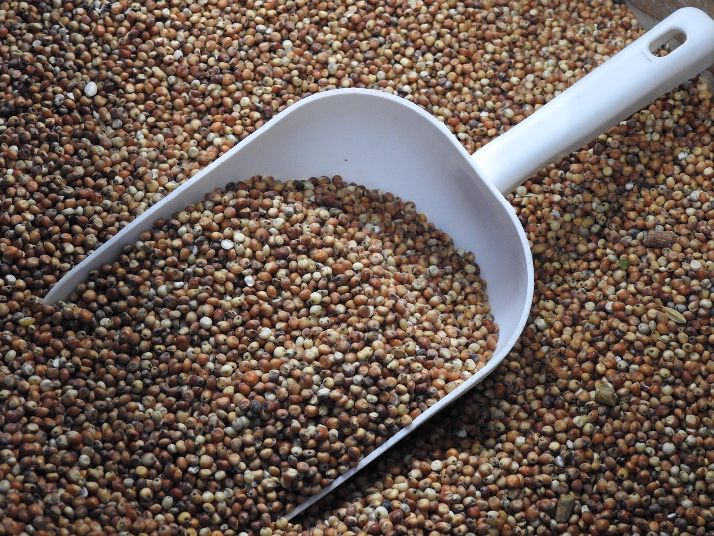 Recleaned Milo 50 lb – Garcia's Feed